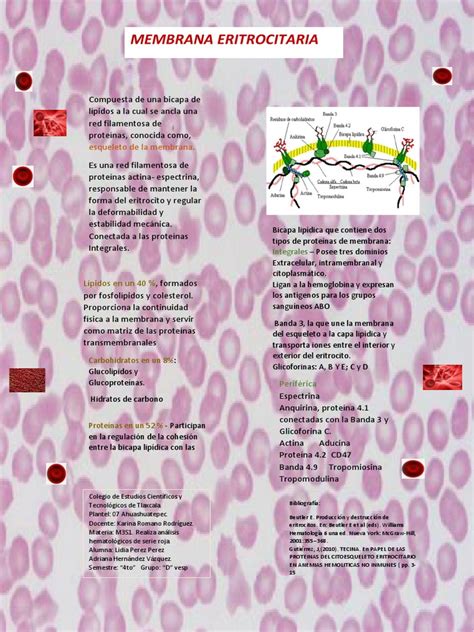 Infografia Membrana Eritrocitaria 2 Pdf