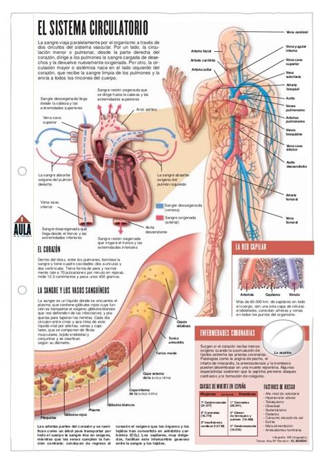 Sistema Circulatorio Anatomía Humana Sistema Circulatorio Humano