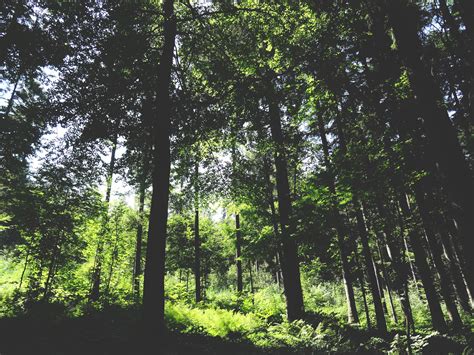 Безплатна снимка : дърво, природа, клон, растение, ливада, слънчева ...