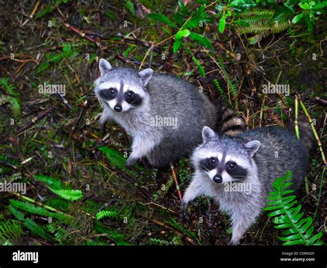 Popolazioni Di Procioni Immagini E Fotografie Stock Ad Alta Risoluzione