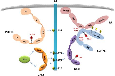 Itk Promotes The Integration Of Tcr And Cd28 Costimulation Through Its Direct Substrates Slp