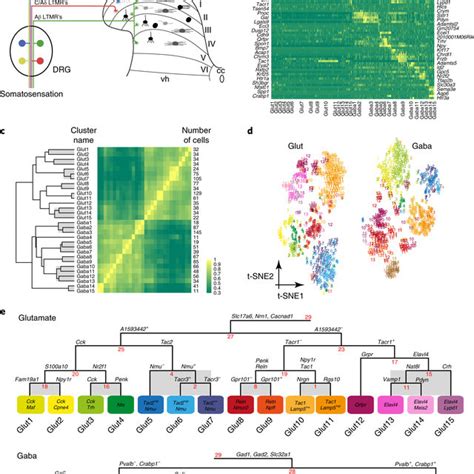 Spatial Distribution Of The Neuronal Types Within The Spinal Cord And