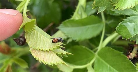 Cynipid Wasp Album On Imgur