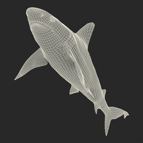 Sandbar Shark Rigged 3d Модель 3d Модель 99 Max Unknown Free3d