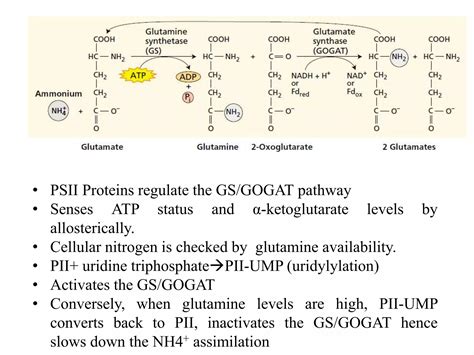 Nitrate Assimilation Pptx