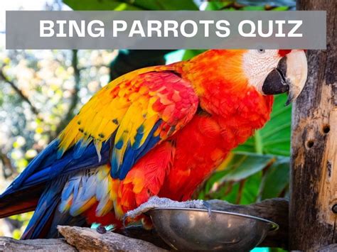 Bing Parrots Quiz Bing Homepgae Quiz