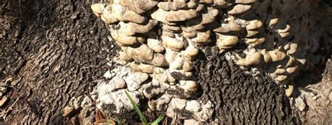 Tree Diseases In Houston Houston Tree Surgeons