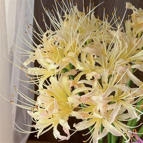 Lycoris With High Ornamental Value Is Easy To Grow And Friendly To