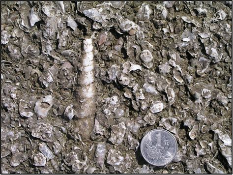 Field Photo Of Bed 5 Showing Relatively Whole Bivalve And Gastropod