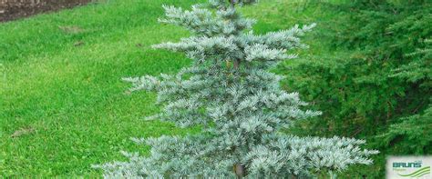 Tsuga Mertensiana Glauca Von Bruns Pflanzen