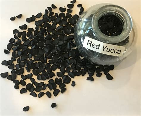 Giant Red Yucca Seeds Hesperaloe Parviflora Magnus Montegatta Farm