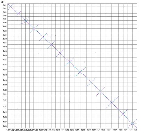 Collinearity Map And Dot Plot Of Twenty Eight Chromosomes Shared By T