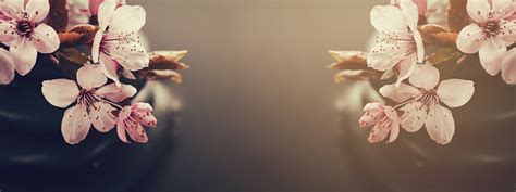 아름 다운 핑크 스파 꽃 물 젖은 배경에 스파 뜨거운 돌에 사이드 구성입니다 공간에 복사 합니다 스파 개념입니다 어두운 배경입니다 마사지에 대한 스톡 사진 및 기타 이미지