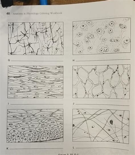 Solved Chapter Cells And Tissues Twelve Tissue Chegg