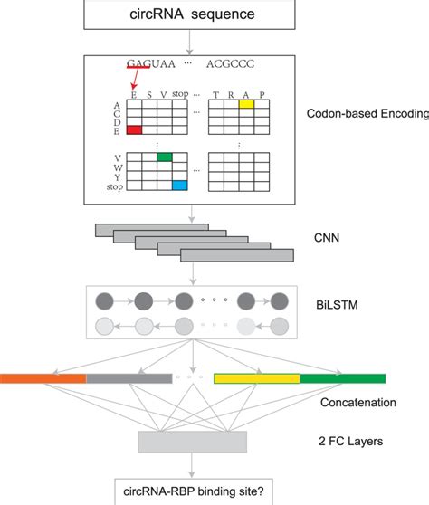 Crip Predicting Circrnarbp Binding Sites Using A Codon Based Encoding
