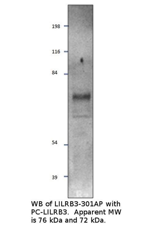 Lilrb3 Polyclonal Antibody Lilrb3 301ap