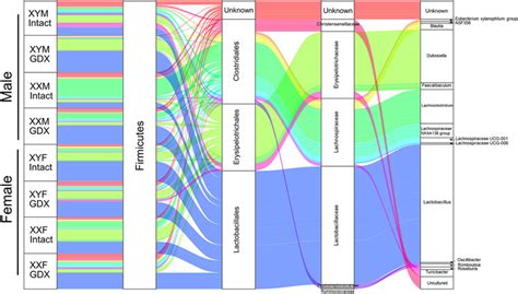 Sex Hormones Sex Chromosomes And Microbiota Identification Of