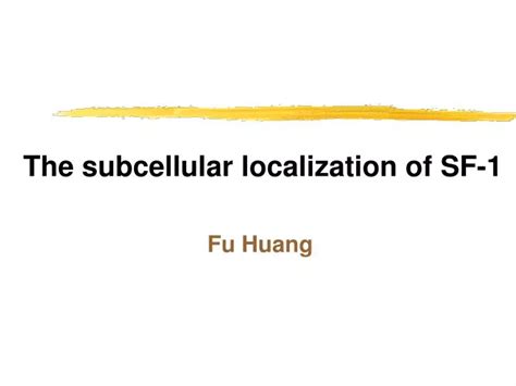 Ppt Regulation Of Sf 1 Subcellular Localization By Sumoylation Powerpoint Presentation Id