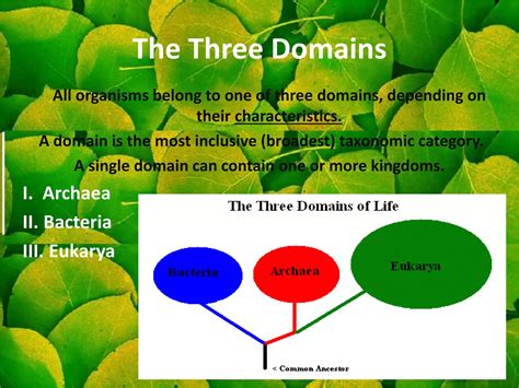 Three Domain Of Classification Pptx Biological Sciences Science