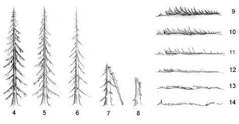 Illustration Of Decay Classes For Snags Classes 4 8 And Down Woody