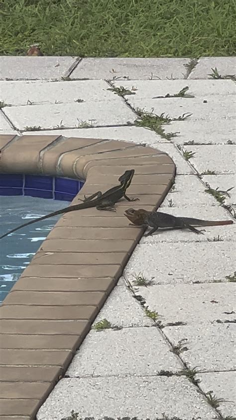Red Headed Agama Vs Brown Basilisk In My Back Yard The Daily Chaos Ensues R Reptiles