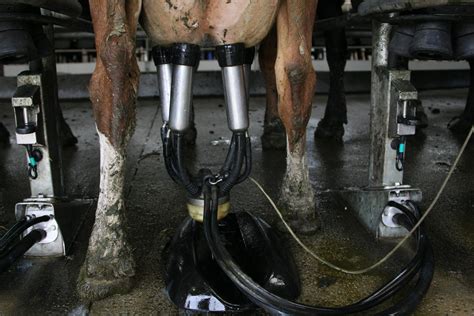Extended Lactation Delivers Gains