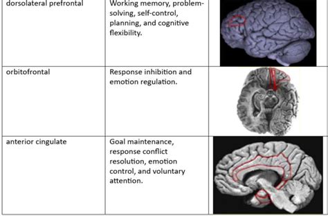 Major Brain Areas Associated With Executive Functions And Adhd
