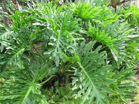Tree Philodendron Care Growing Requirements For Philodendron Selloum