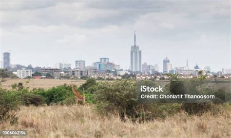 기린 시 배경 및 노란 잔디 벌판에서 잎을 먹는 일부 건물은 완료 되지 않습니다 케냐 나이로비 국립 공원 기린에 대한 스톡 사진 및 기타 이미지 Istock