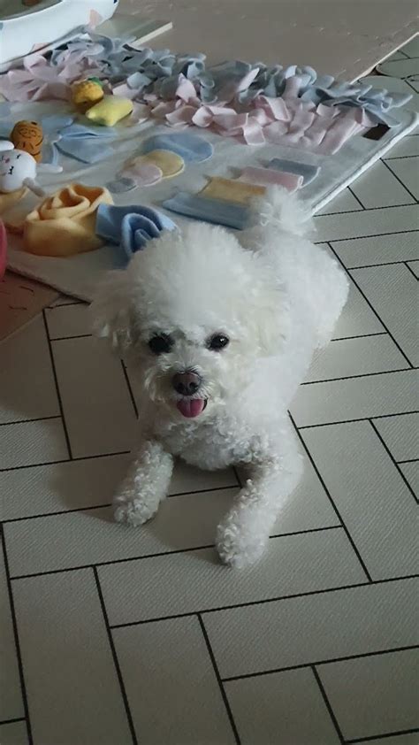 세상에서 제일 귀여운 강아지 Youtube