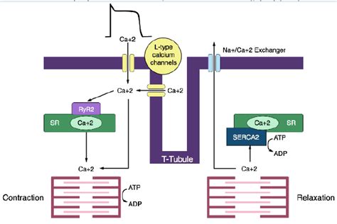 Contractility And Excitation Coupling Diagram Quizlet