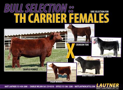 Mating Cow Types Matt Lautner Cattle