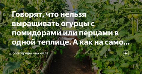 Говорят что нельзя выращивать огурцы с помидорами или перцами в одной теплице А как на самом