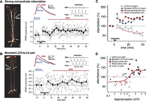 Ltp Induction At Distal Synapses Requires Cooperativity Among Inputs