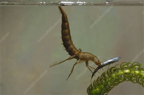 Diving Beetle Larva Stock Image C017 4564 Science Photo Library