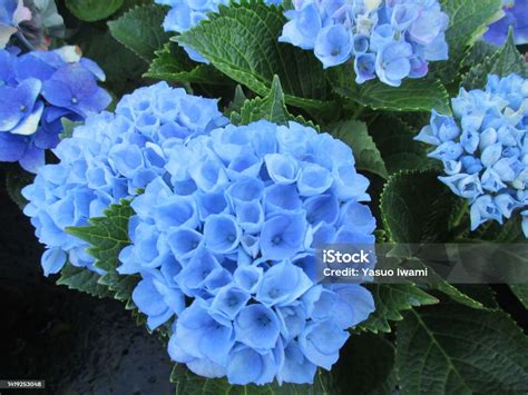 밝은 파란색과 보라색의 수국 꽃이 봄 화단에서 아름답게 피는 수국 꽃 0명에 대한 스톡 사진 및 기타 이미지 0명 개화기