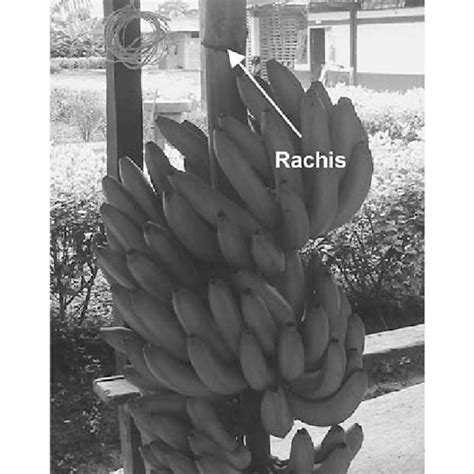 Pdf Cellulose Microfibrils From Banana Farming Residues Isolation And Characterization