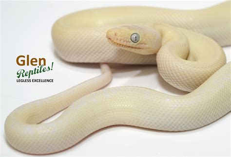 Blue Eyed Leucistic Crb Colombian Rainbow Boa By Glen Reptiles