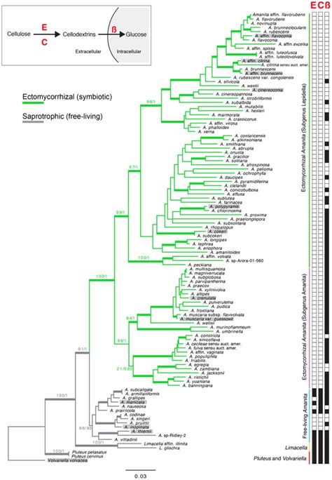 Support Values At Nodes Indicate Maximum Likelihood Bootstrap