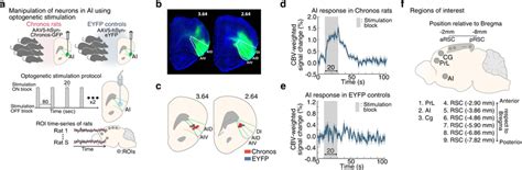 optogenetic stimulation of the anterior insular cortex ai with download scientific diagram