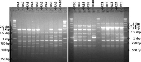 Fingerprint Of Isolates Using Rapd Pcr And M13 Minisatellite Core