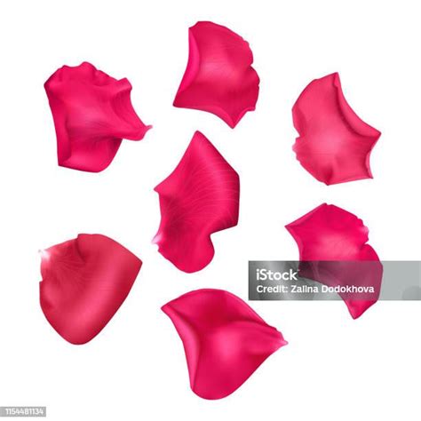 분홍색 장미 꽃잎의 세트 흰색 바탕에 클로즈업 낭만적 인 인사말의 디자인에 사용할 수 있습니다 사실적인 벡터 일러스트 계절에 대한 스톡 벡터 아트 및 기타 이미지 Istock