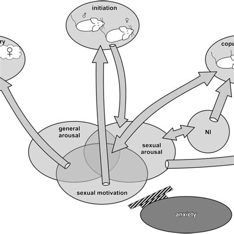 Particular Components Of Male Sexual Behavior Parameters That Describe Download Scientific