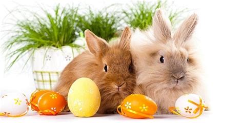 Легенда за Великденския заек Радио Вероника Ритъмът на сърцето