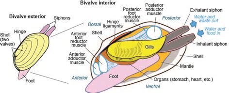 Bivalve Diagram Worksheet