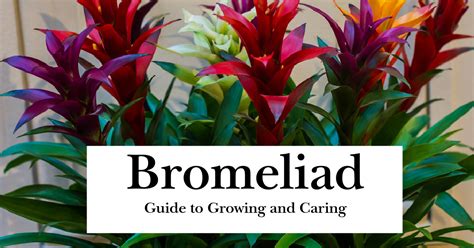 Bromeliad How To Grow And Care For These Low Maintenance