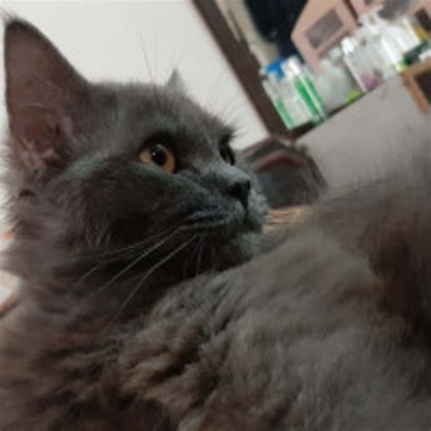 The Differences Between Dna And Rna Explained With Diagrams Owlcation