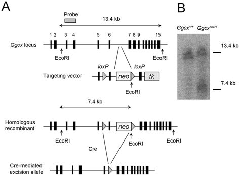 Cre Recombinase Mediated Tissue Specific Excision Of Ggcx A Strategy Download Scientific