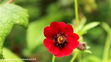 ریاضی اول ابتدایی صفحه 24