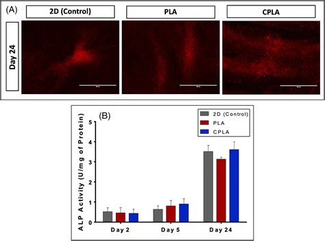 3d‐printed Conductive Polymeric Scaffolds With Direct Current Electrical Stimulation For